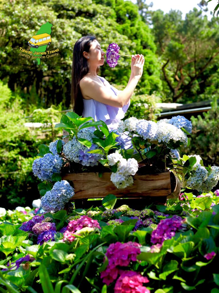 7 Best Flower Viewing Spots on Taiwan Yangmingshan | One-Day Tour ...